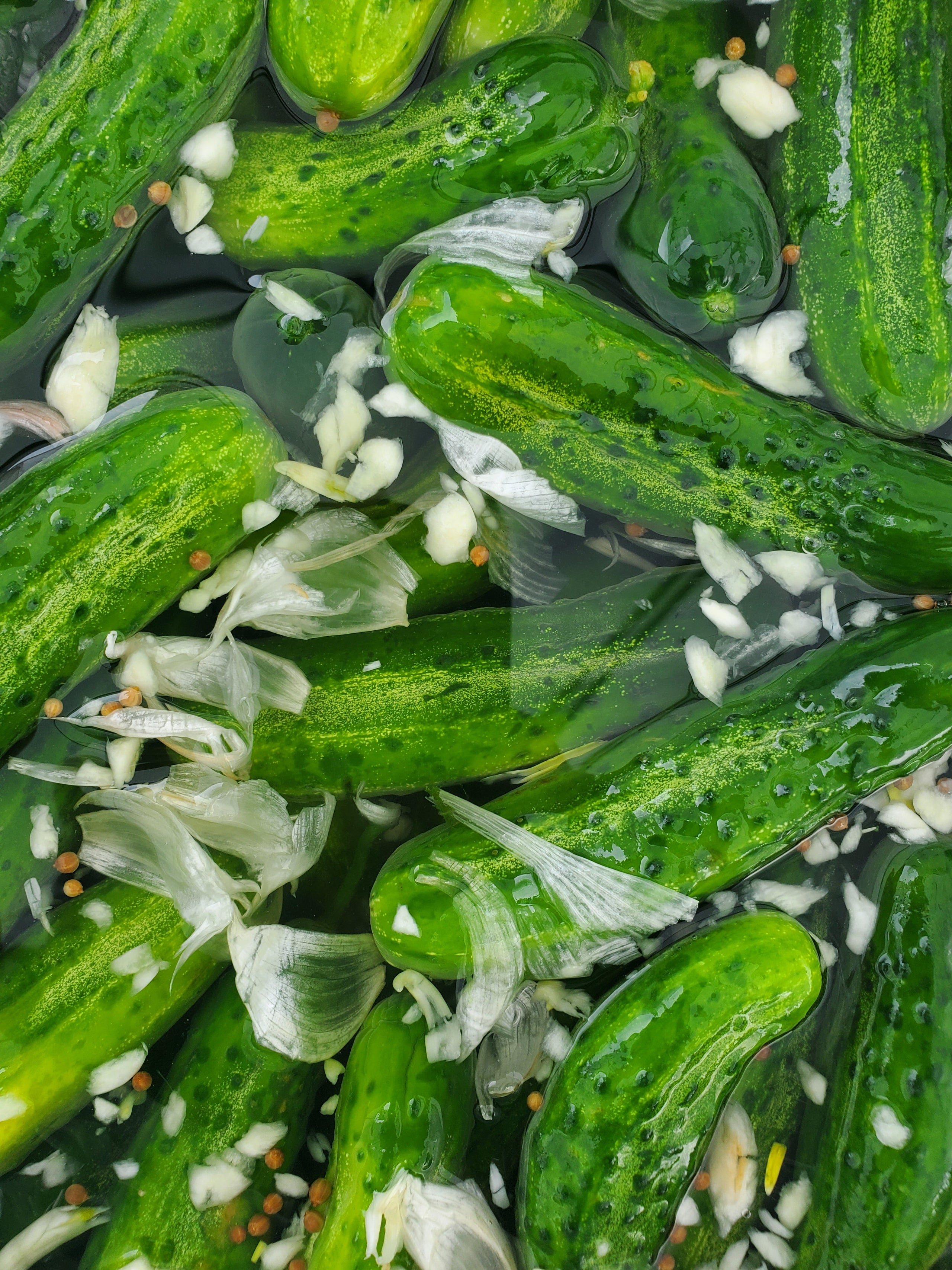 Whole Half Sour Pickles | PICKLE CULTURE